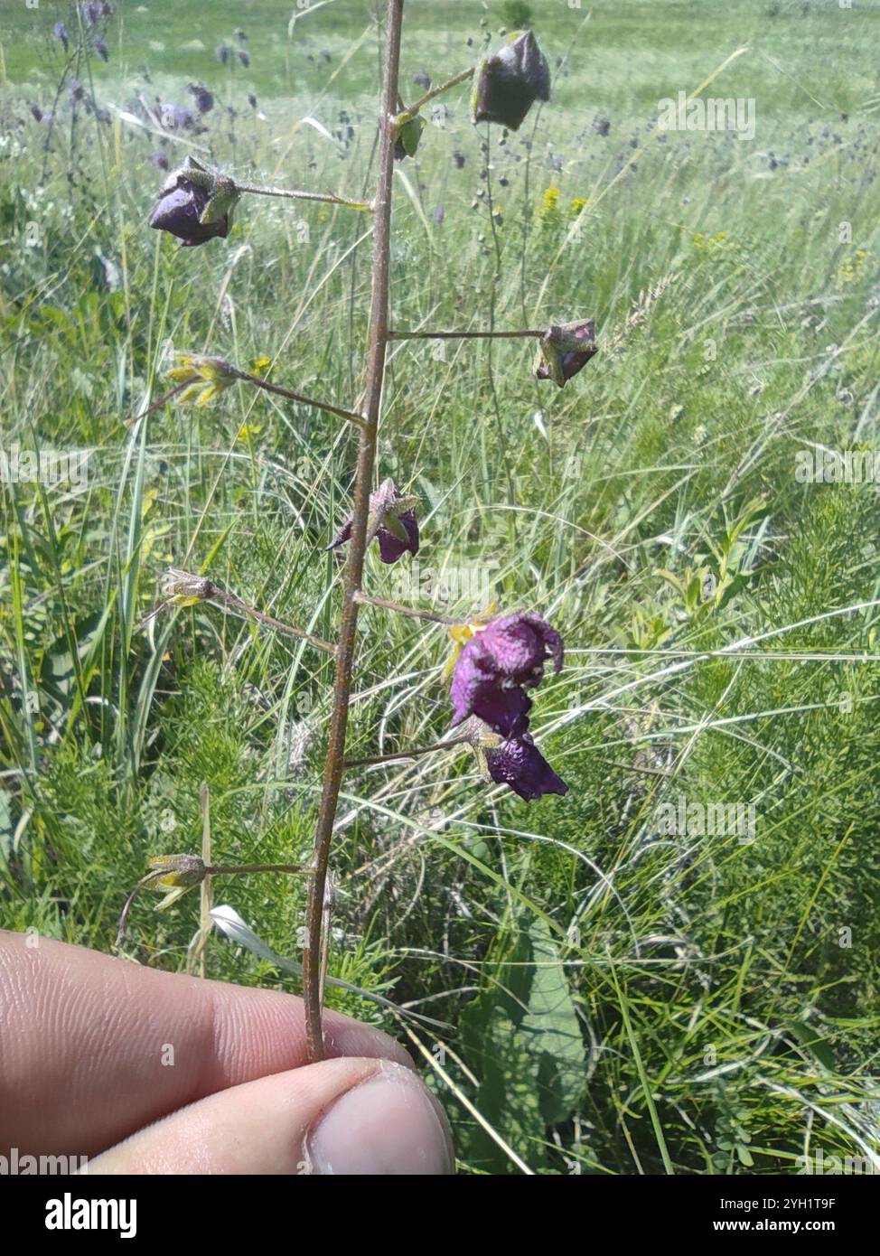 Purple Mullein (Verbascum phoeniceum Stock Photo - Alamy