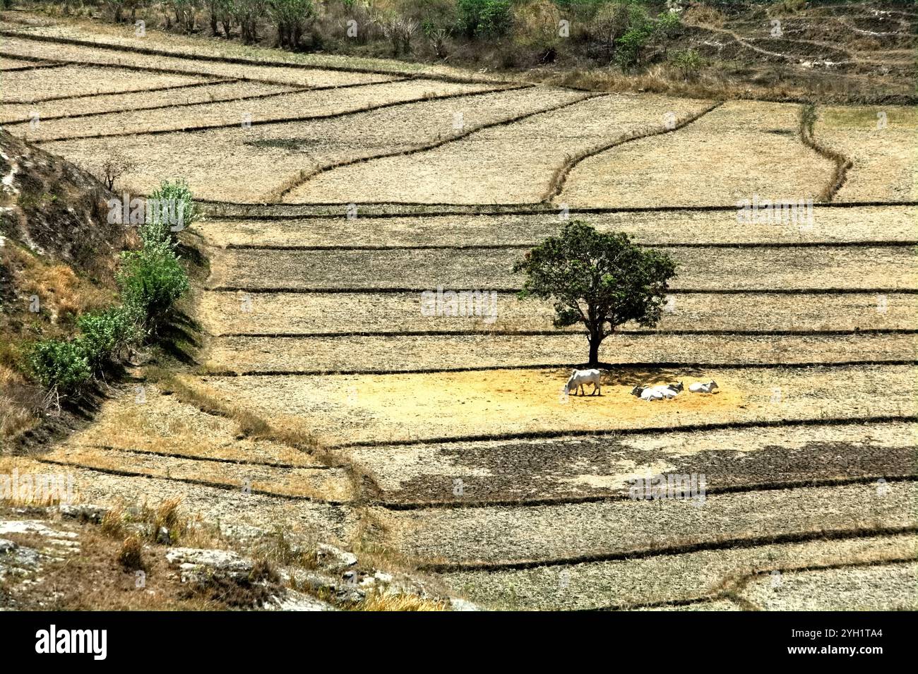 Dry agricultural fields during dry season in East Sumba, East Nusa ...