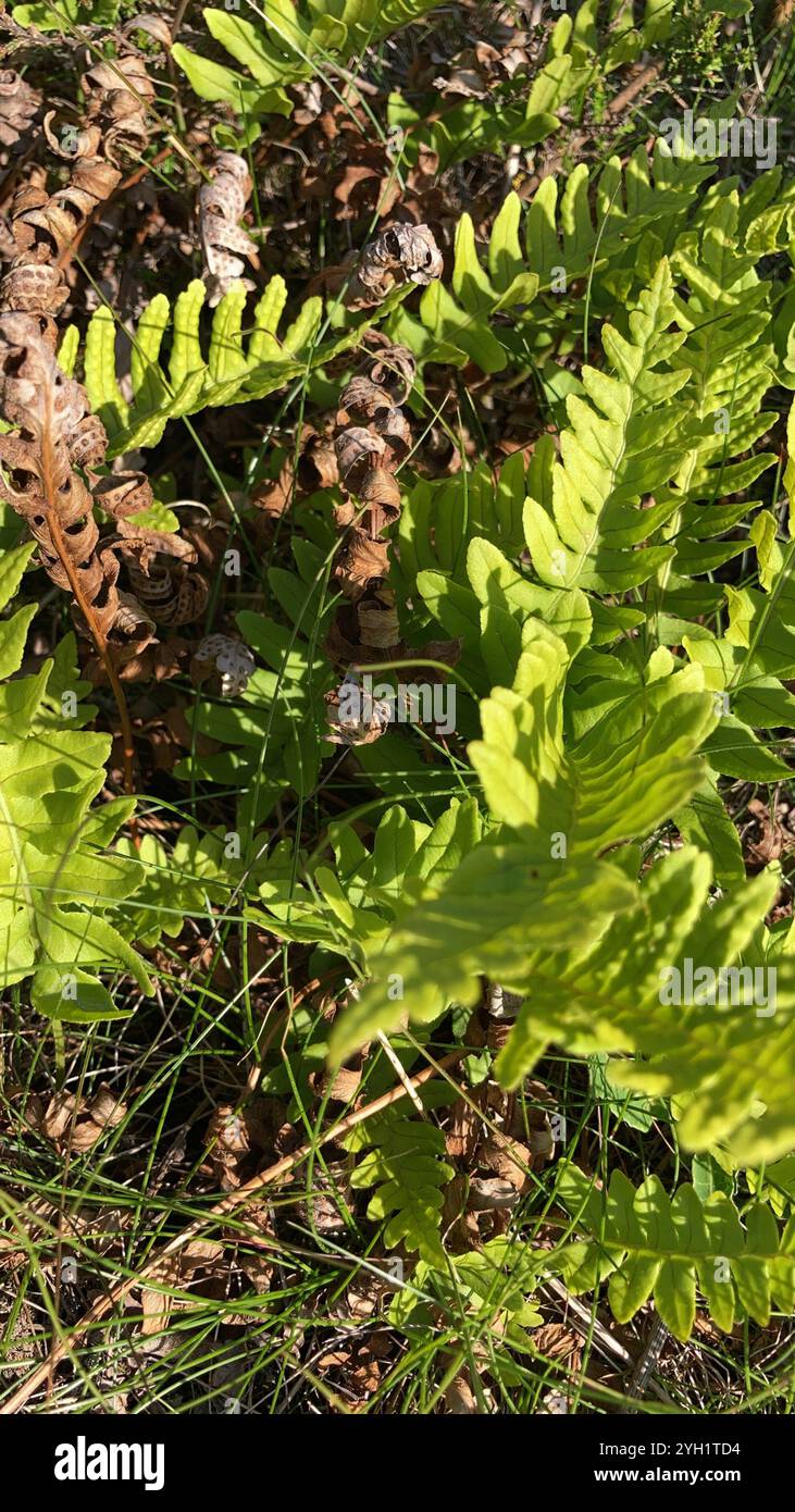 common polypody (Polypodium vulgare Stock Photo - Alamy