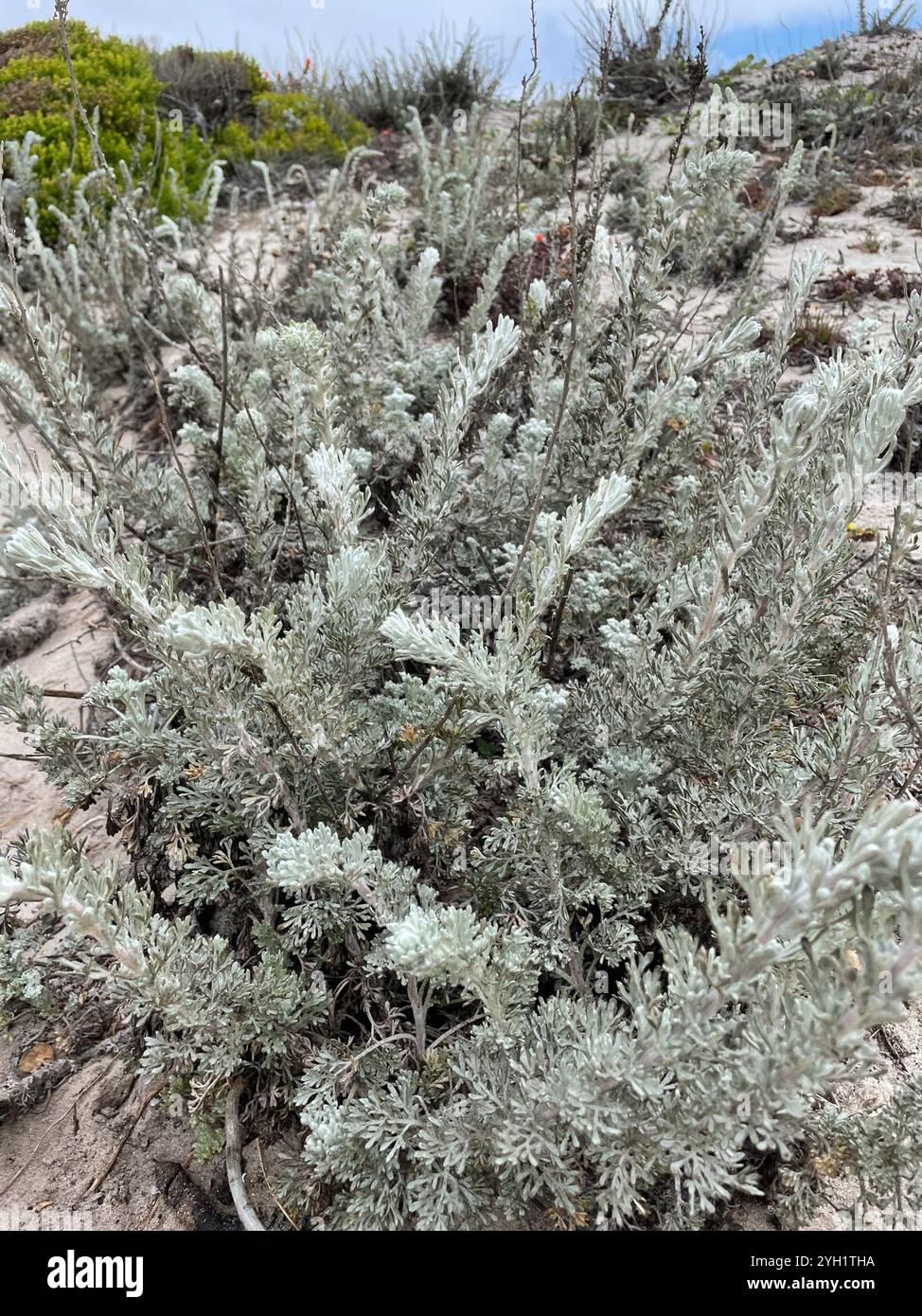coastal sagewort (Artemisia pycnocephala Stock Photo - Alamy