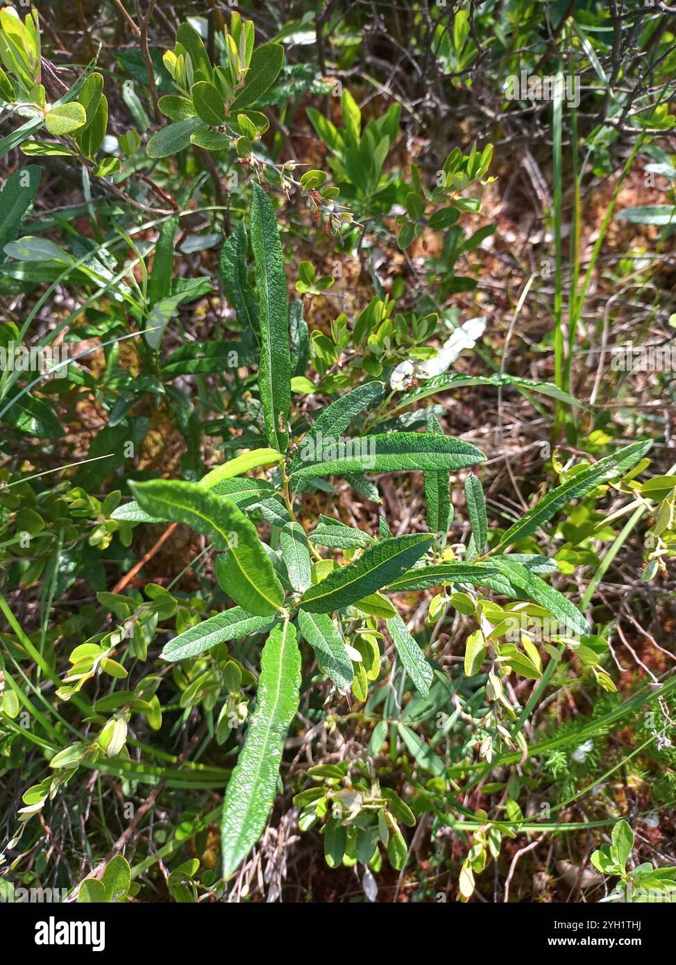 Satiny willow (Salix pellita Stock Photo - Alamy