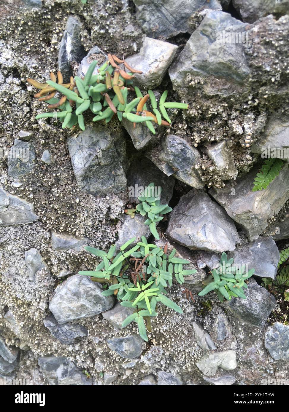 smooth cliffbrake (Pellaea glabella Stock Photo - Alamy