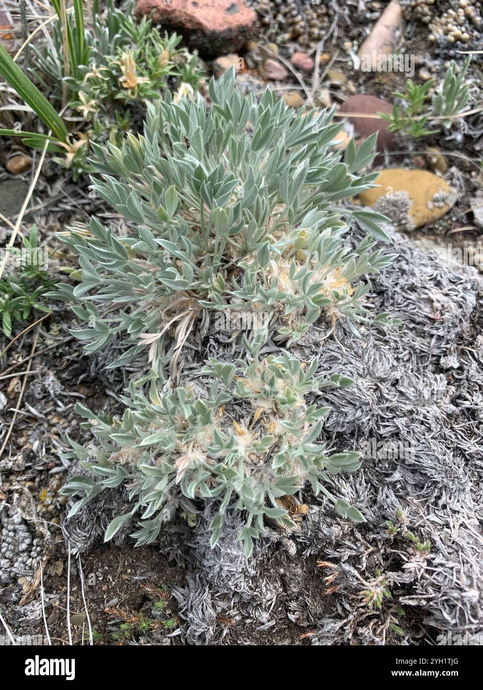 Threeleaf Milkvetch (Astragalus gilviflorus Stock Photo - Alamy