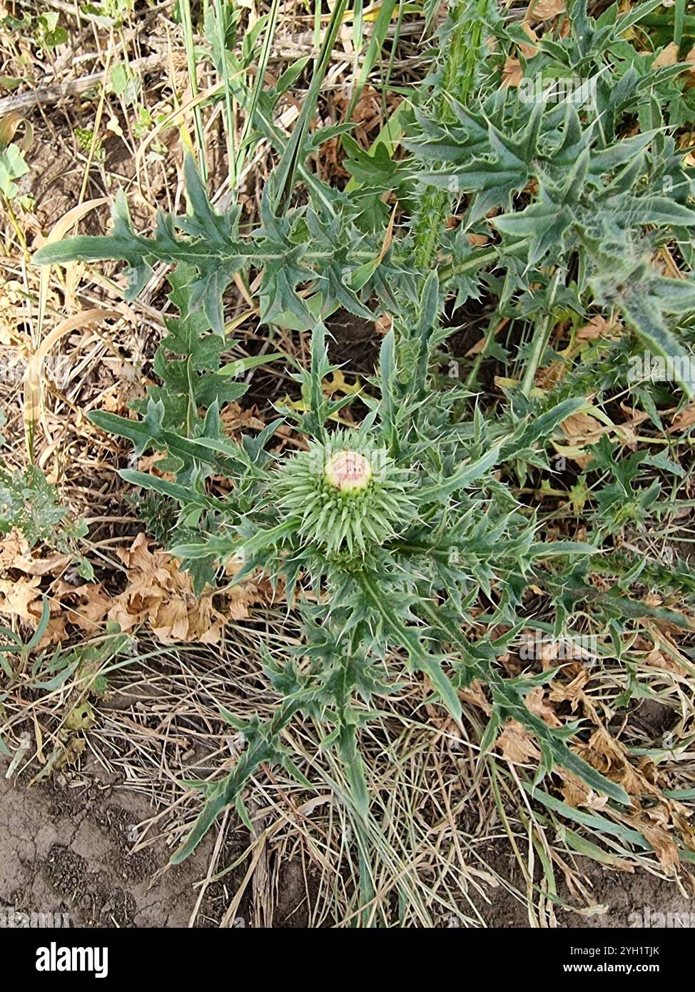 Broad winged thistle hi-res stock photography and images - Alamy