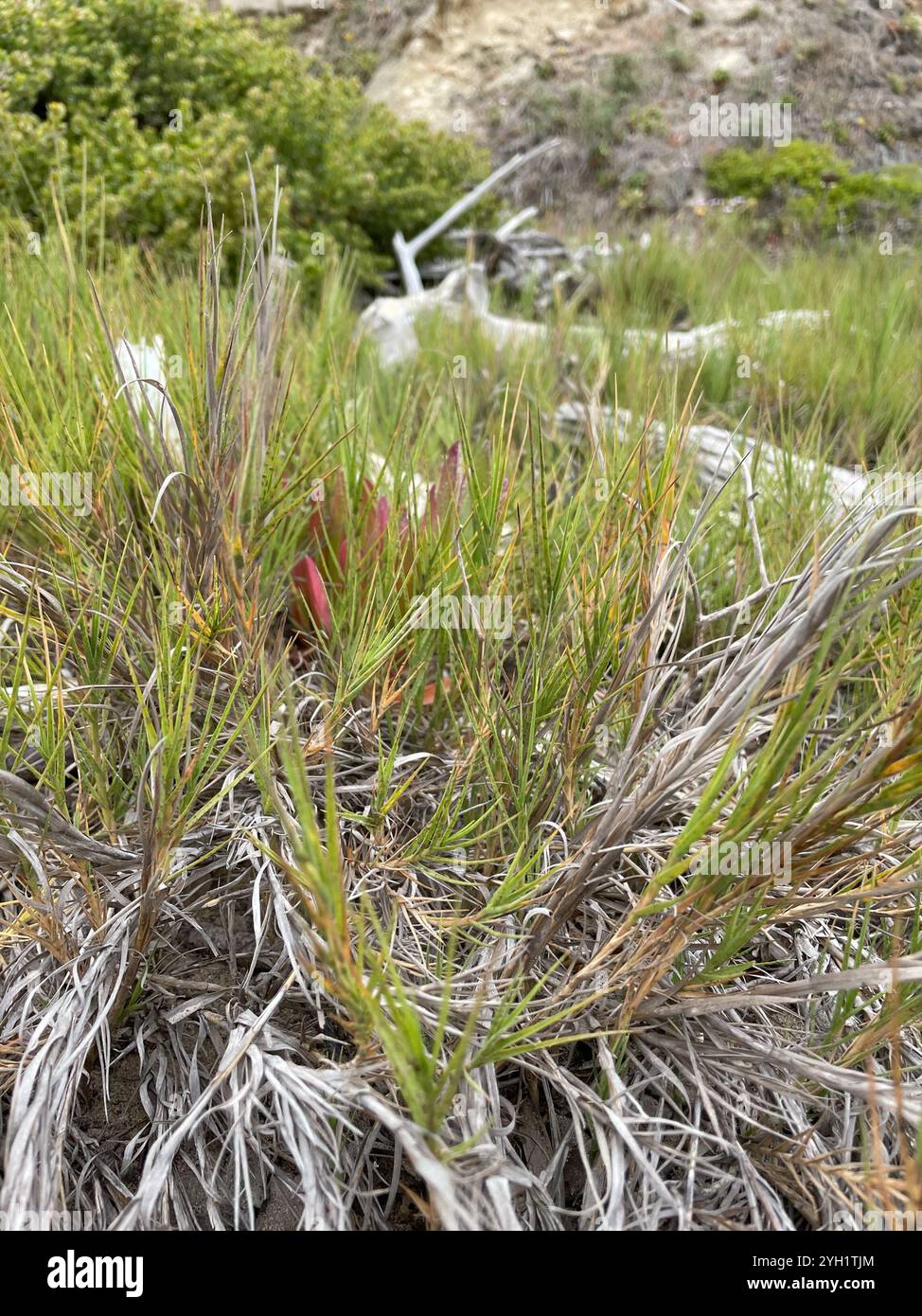 Saltgrass (Distichlis spicata Stock Photo - Alamy