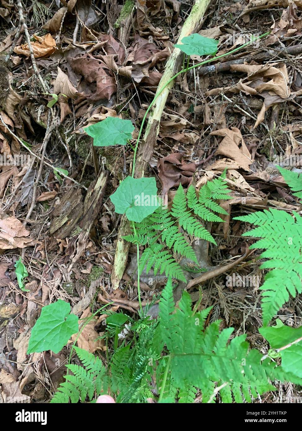 coastal manroot (Marah oregana Stock Photo - Alamy