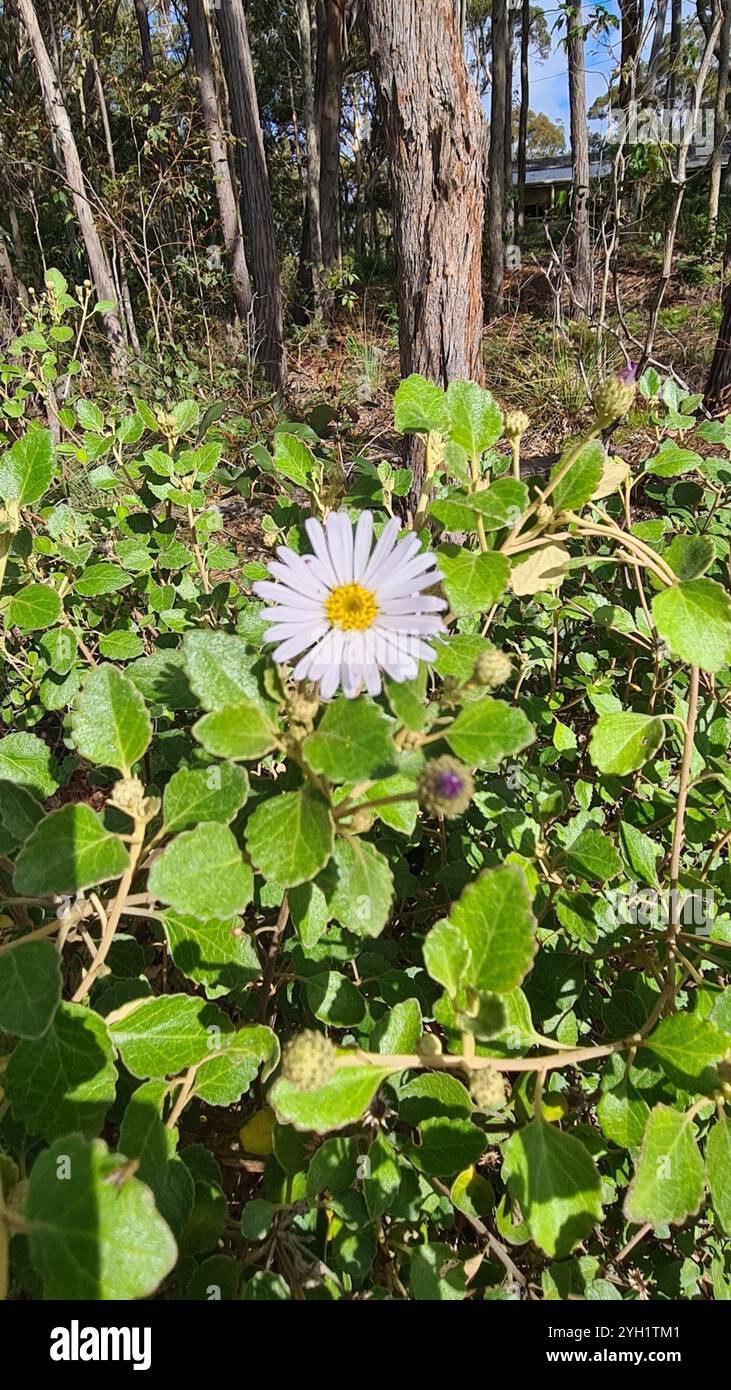 Olearia tomentosa hi-res stock photography and images - Alamy