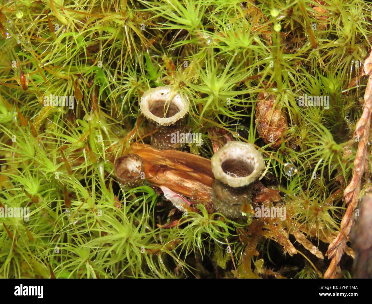 bird's nest fungi (Nidulariaceae Stock Photo - Alamy