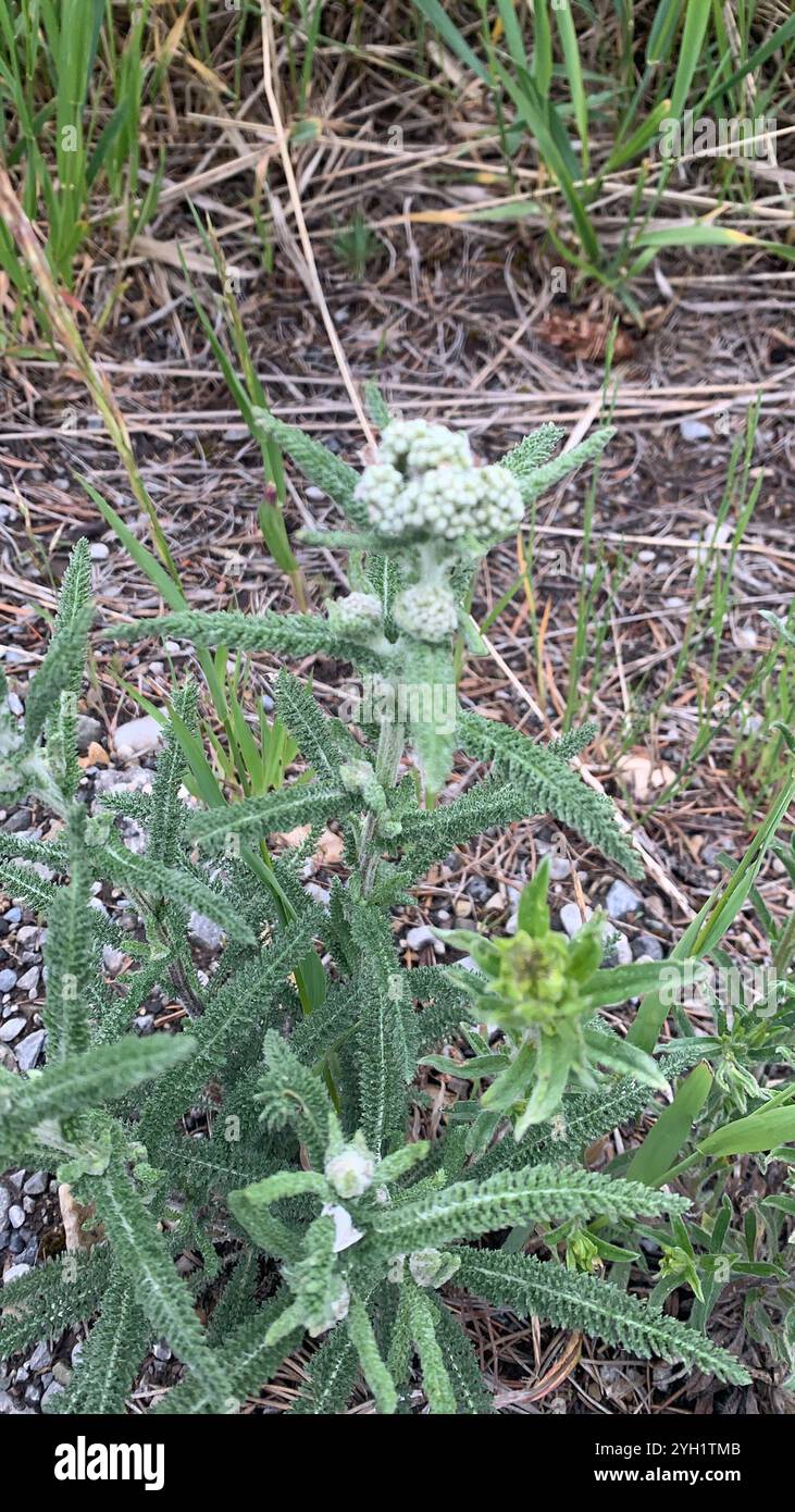 Northern Yarrow (Achillea millefolium borealis Stock Photo - Alamy