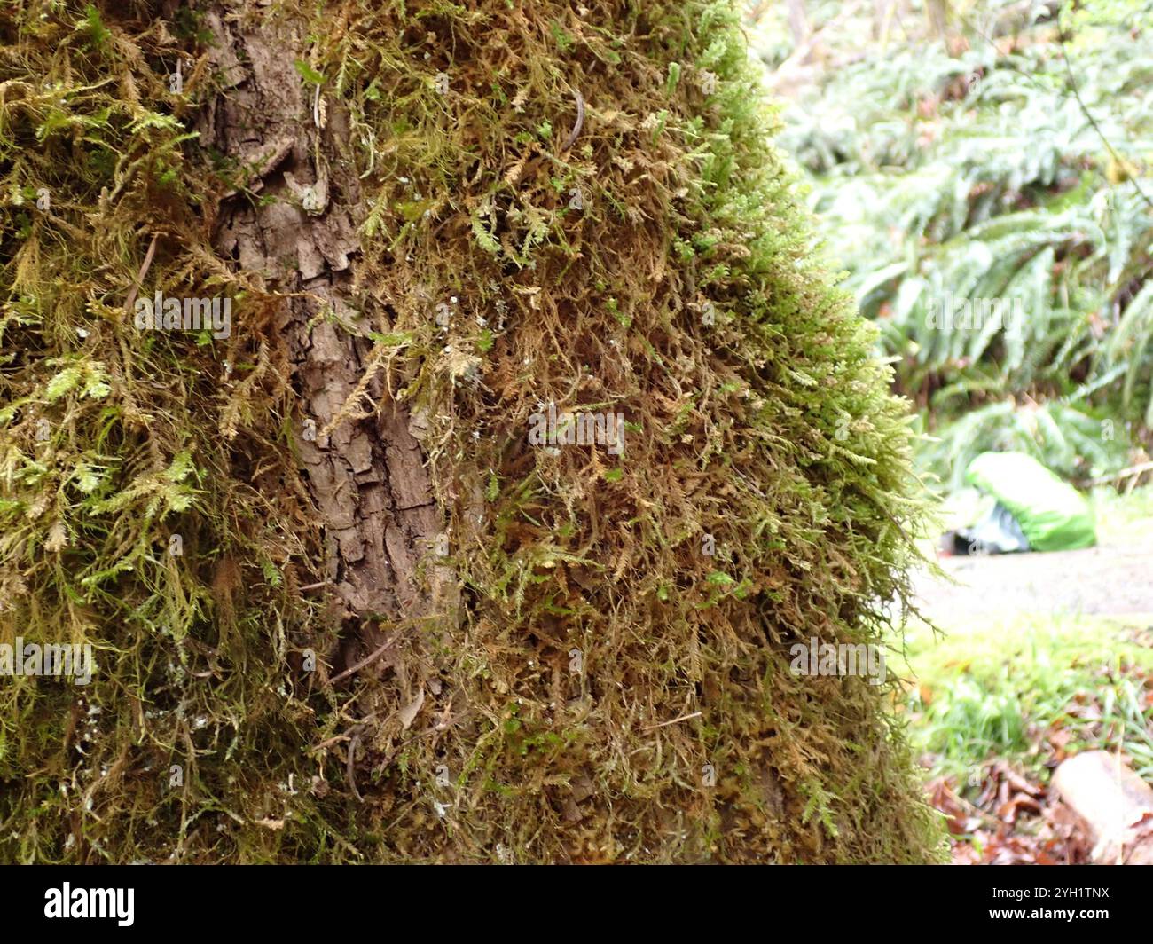 magnificent leafy moss (Plagiomnium venustum Stock Photo - Alamy