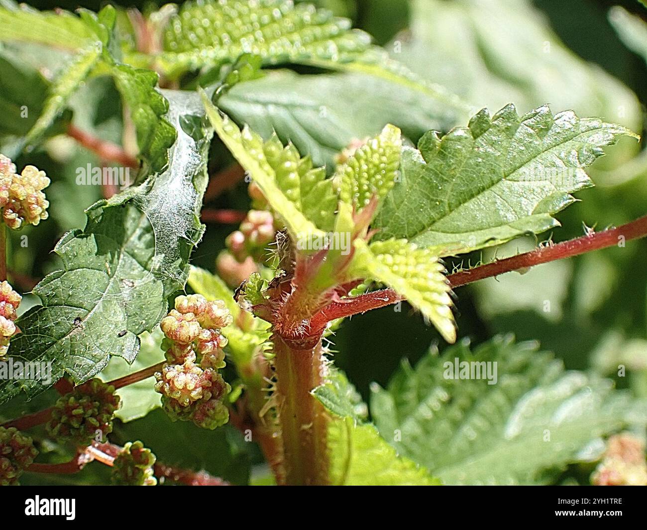 nettle family (Urticaceae Stock Photo - Alamy