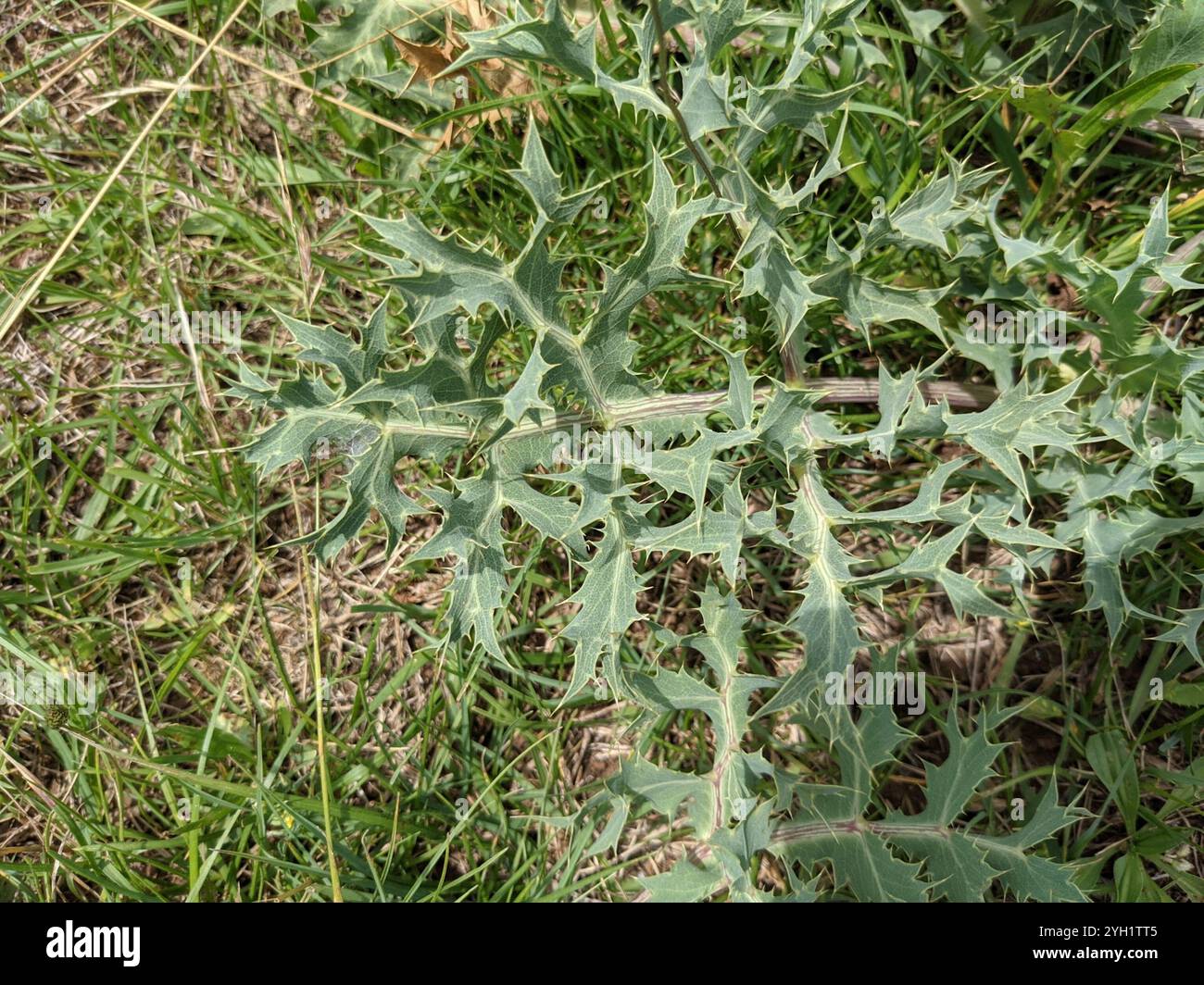 Field Eryngo (Eryngium campestre Stock Photo - Alamy