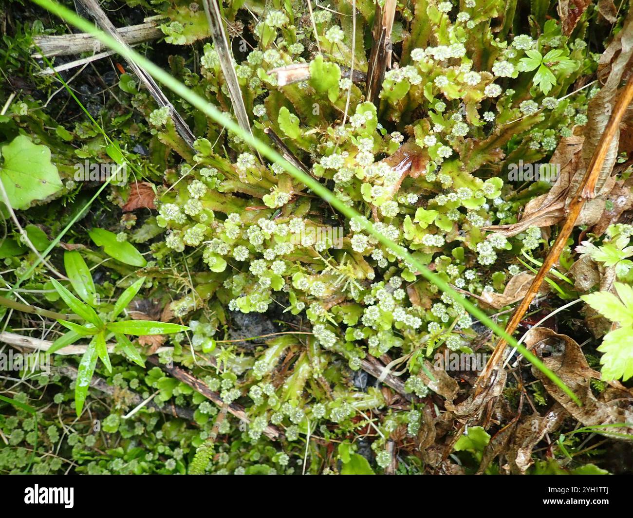 Common Liverwort (Marchantia polymorpha Stock Photo - Alamy