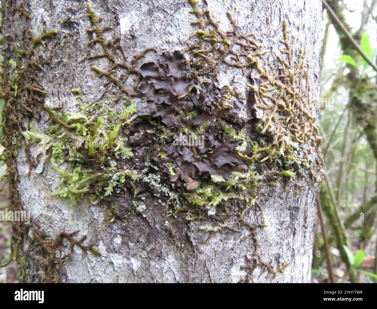 tree pelt lichen (Peltigera collina Stock Photo - Alamy