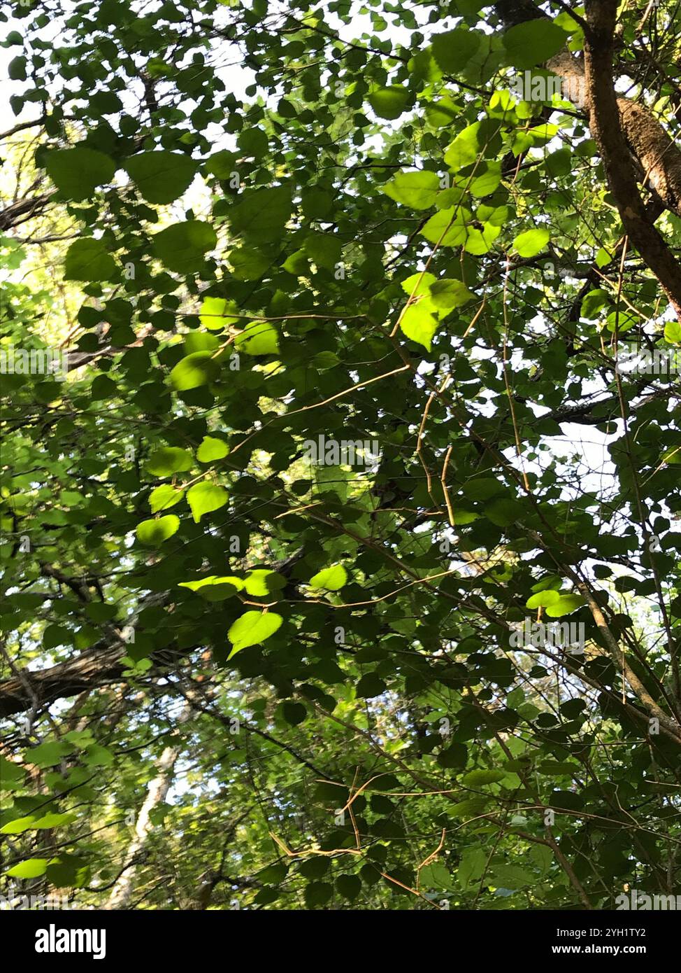Texas mulberry (Morus microphylla Stock Photo - Alamy