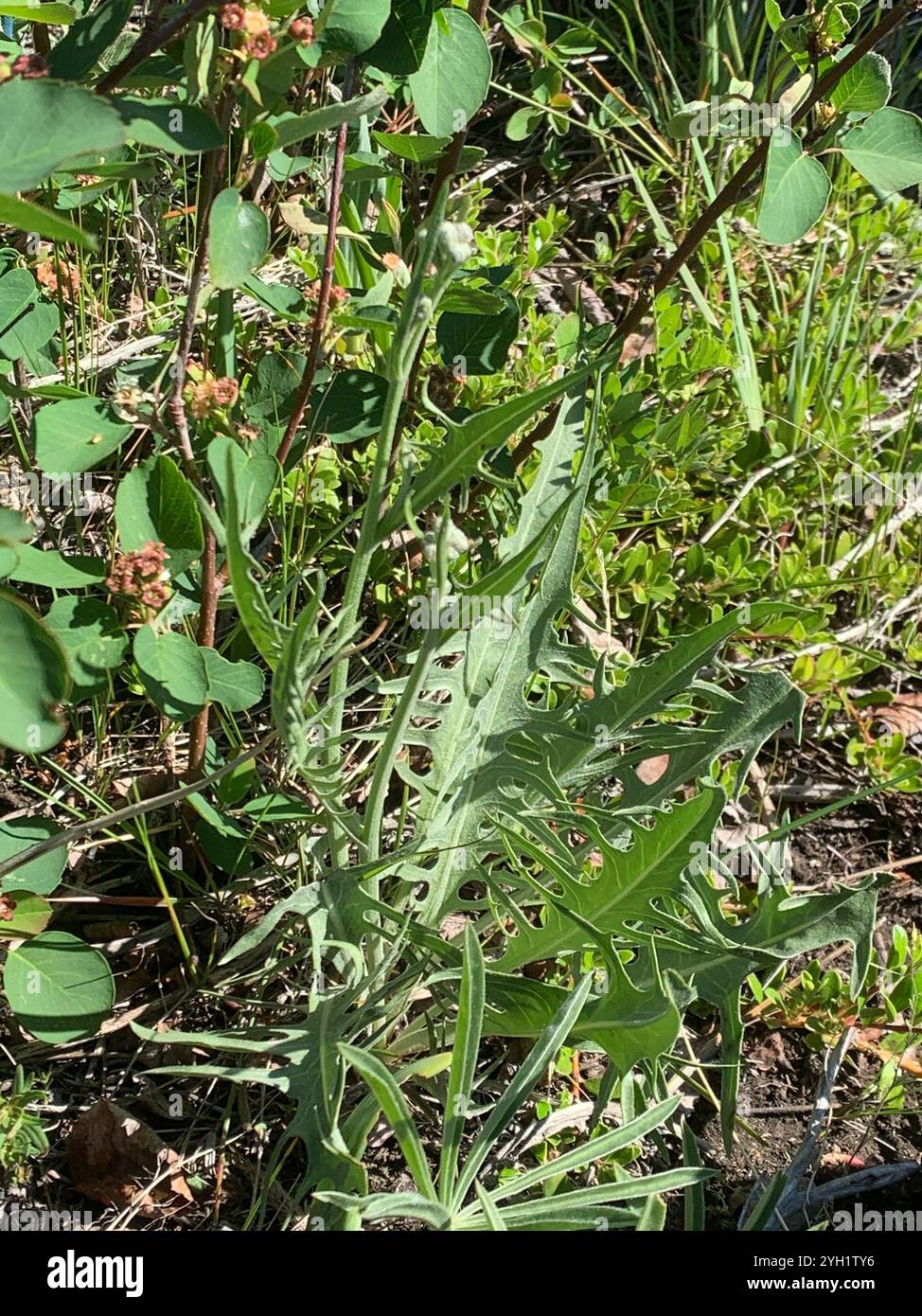 limestone hawksbeard (Crepis intermedia Stock Photo - Alamy