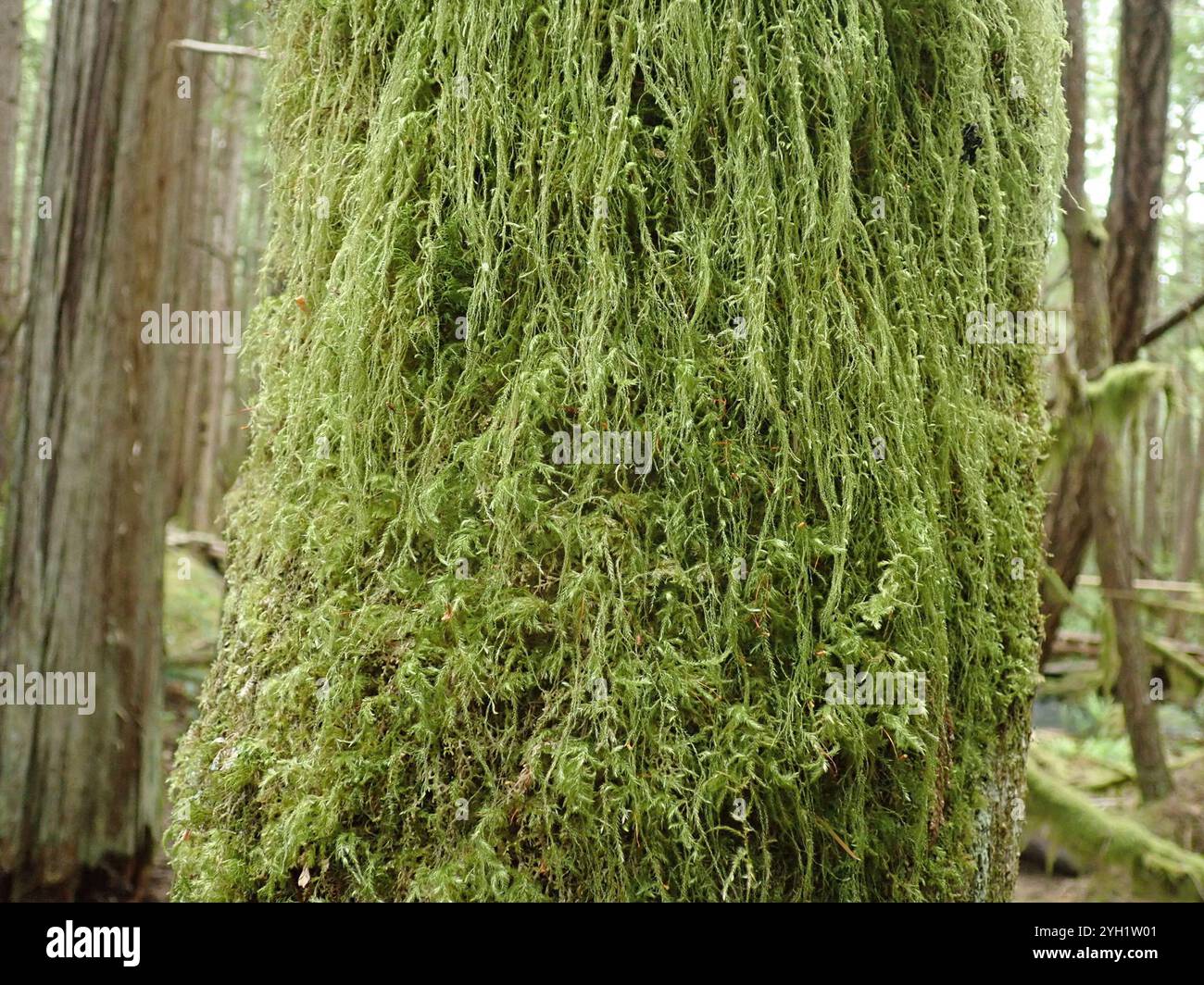 Cat's Tail Moss (Pseudisothecium stoloniferum Stock Photo - Alamy