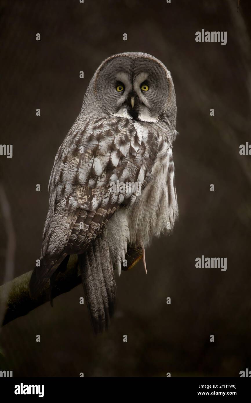 The great grey owl in Autumn time. The great gray is a very large bird ...