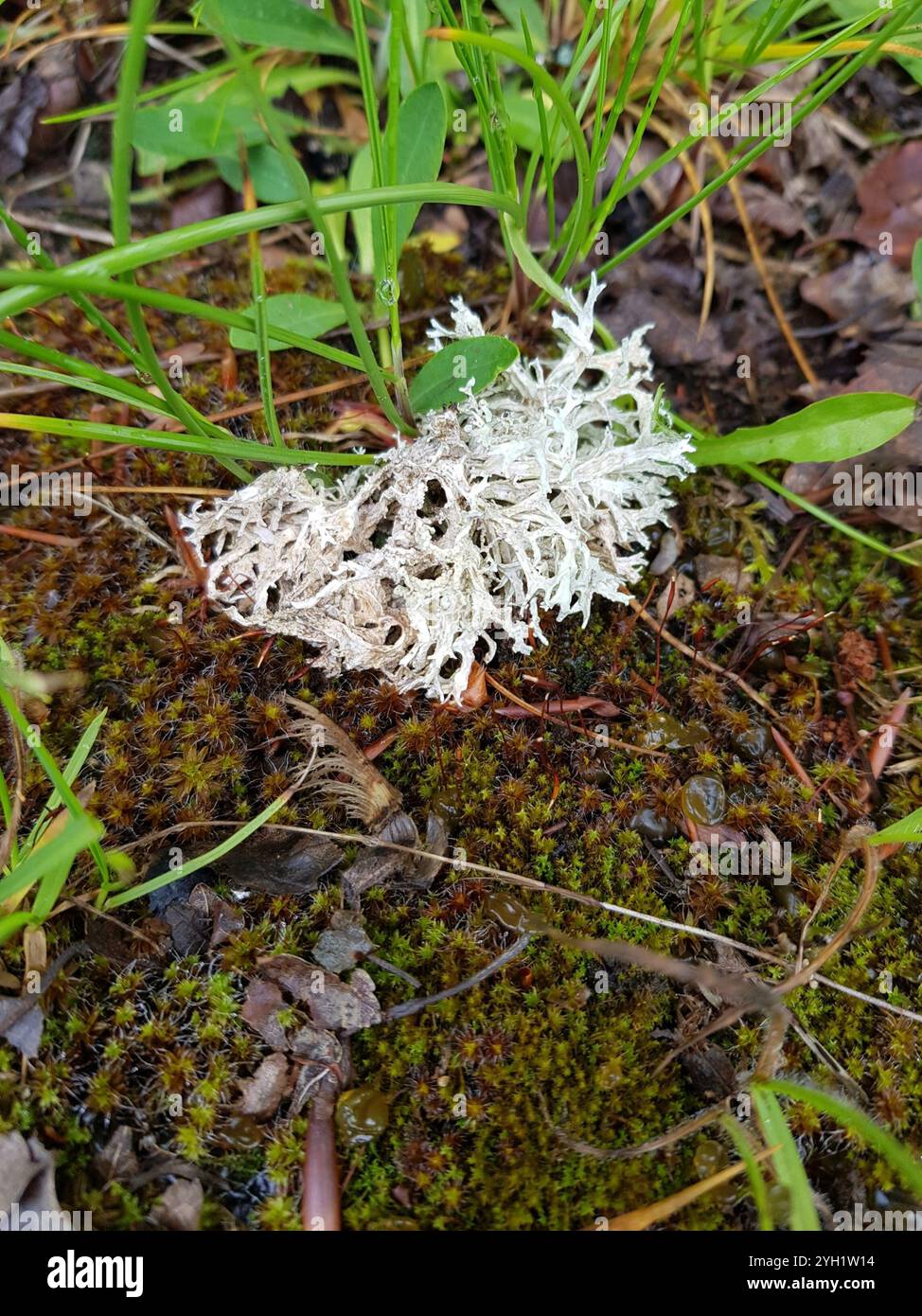 common lichens (Lecanoromycetes Stock Photo - Alamy