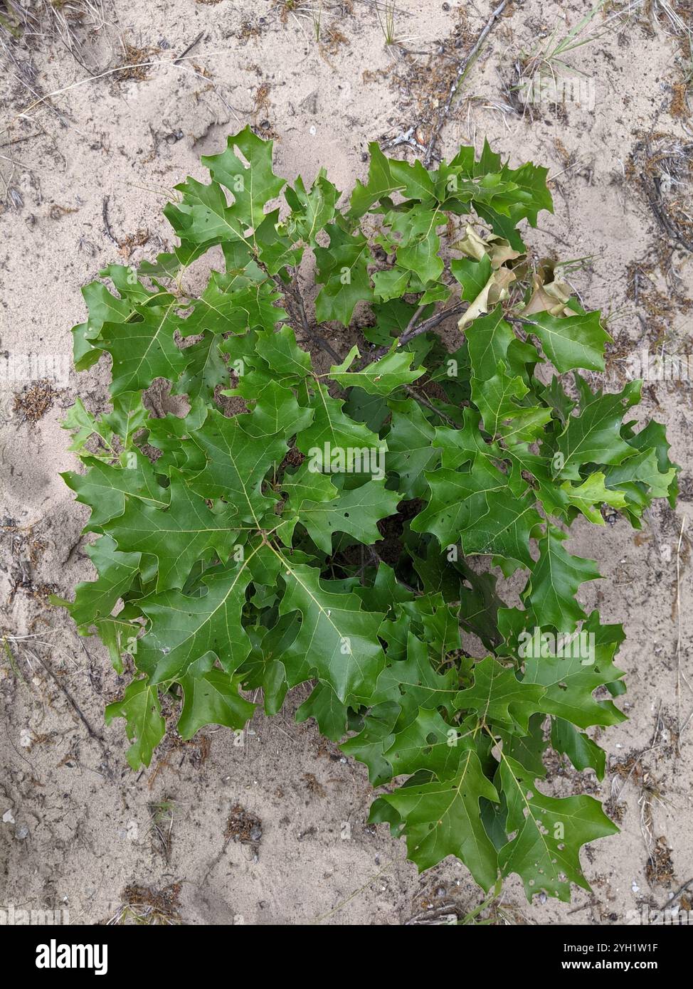 black oak (Quercus velutina Stock Photo - Alamy
