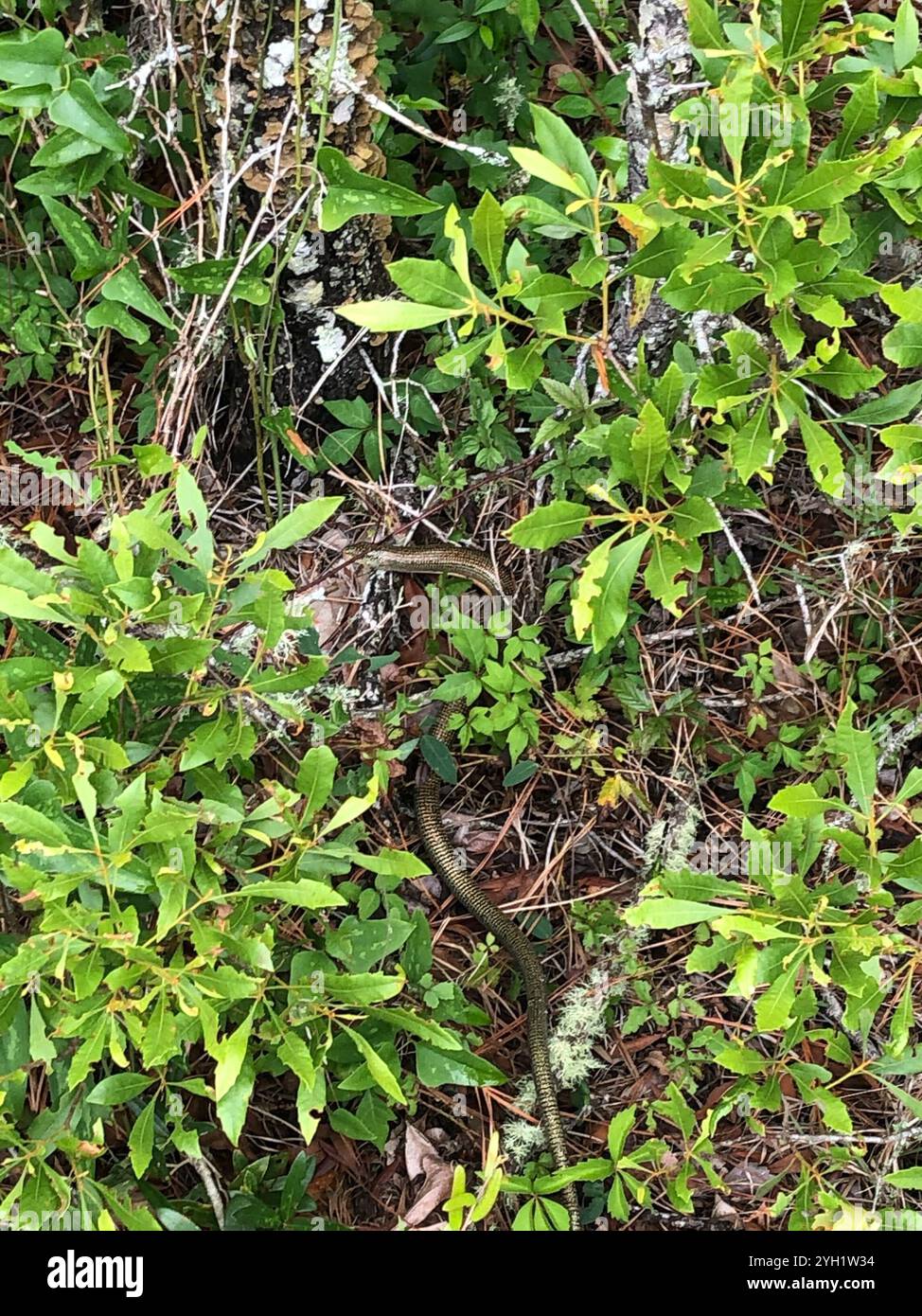 Eastern Glass Lizard (Ophisaurus ventralis Stock Photo - Alamy