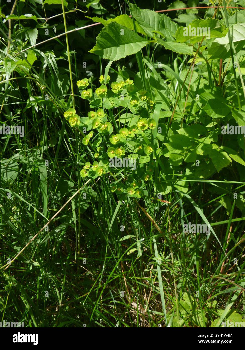 leafy spurge (Euphorbia esula Stock Photo - Alamy