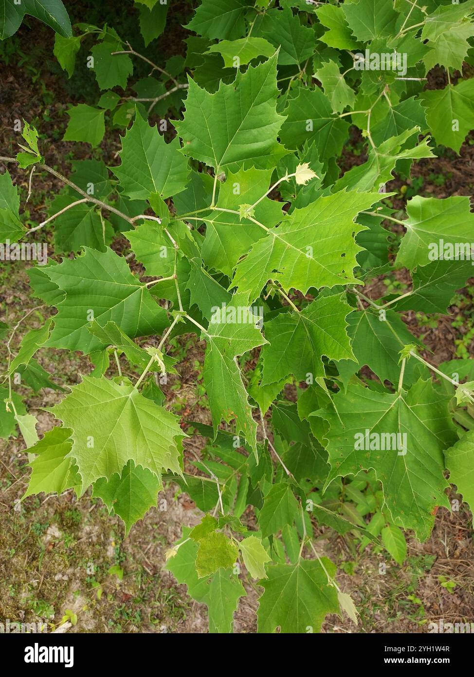 American sycamore (Platanus occidentalis Stock Photo - Alamy
