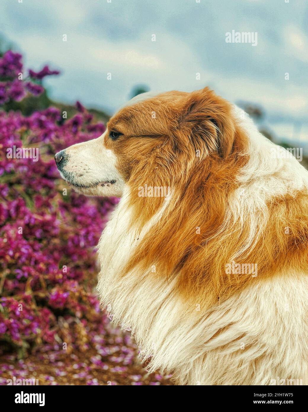 Border collie side view hi-res stock photography and images - Alamy