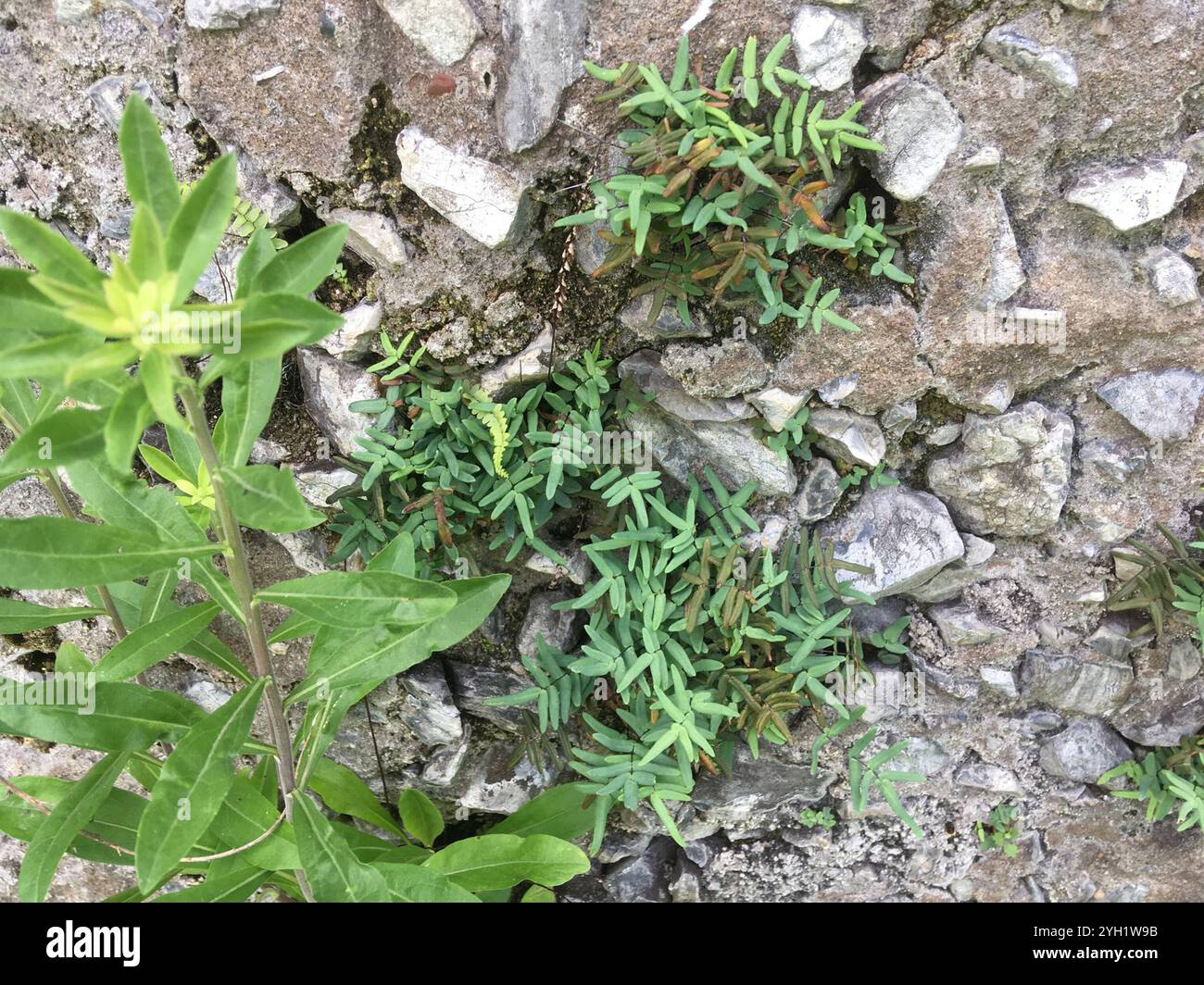 smooth cliffbrake (Pellaea glabella Stock Photo - Alamy