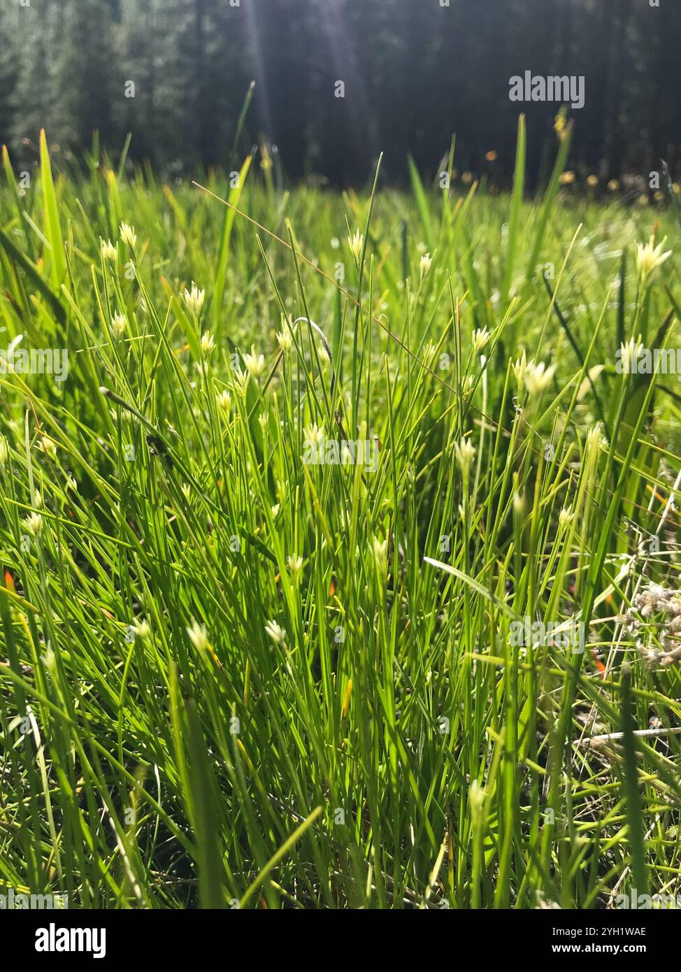 white beak-sedge (Rhynchospora alba Stock Photo - Alamy