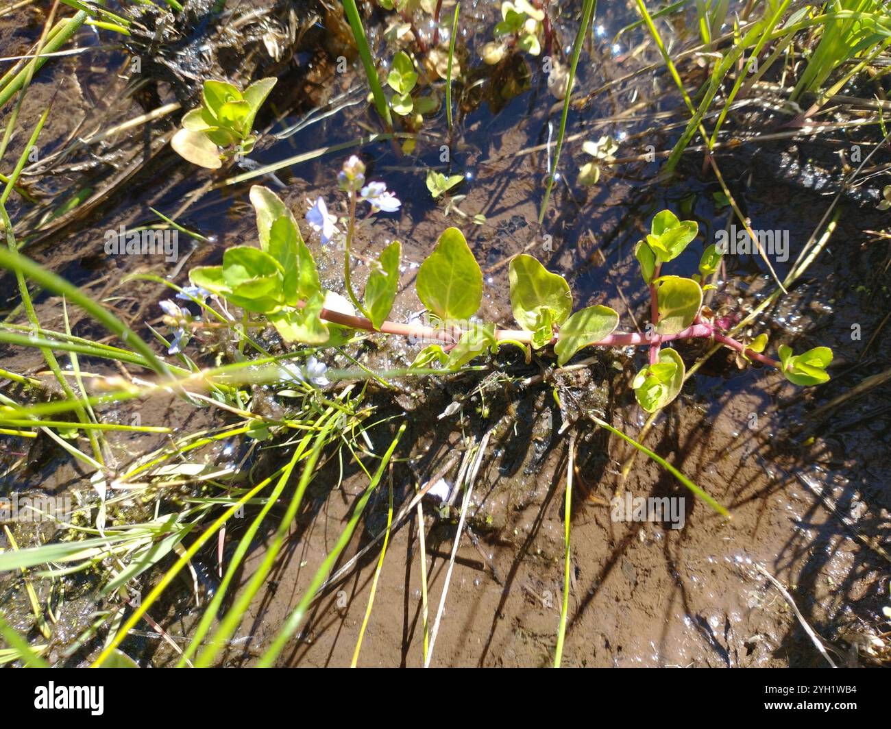 American brooklime (Veronica americana Stock Photo - Alamy
