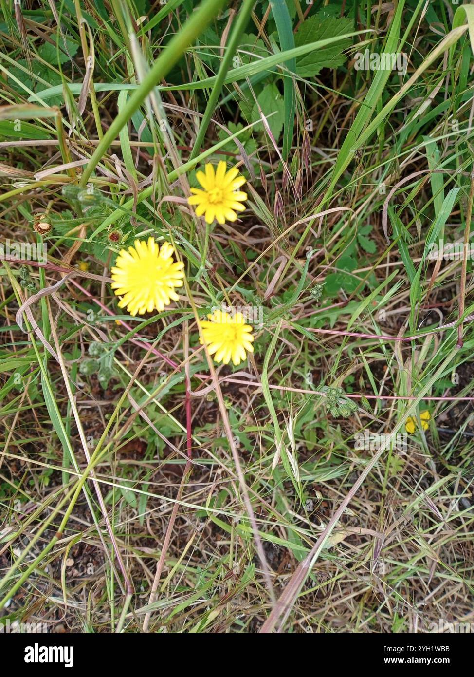 Common Cat's-ear (Hypochaeris radicata Stock Photo - Alamy