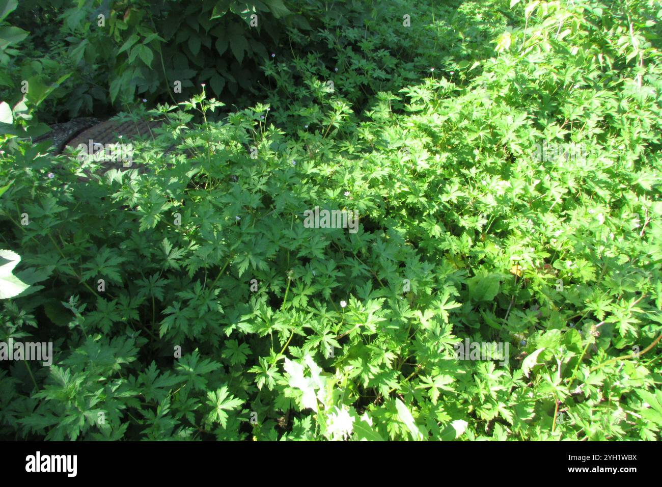 Siberian Crane's-bill (Geranium sibiricum Stock Photo - Alamy