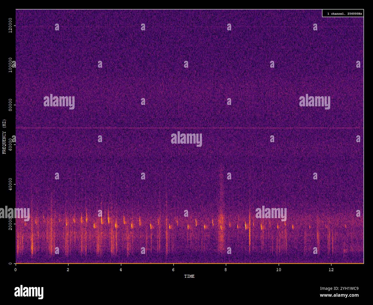 Common Noctule (Nyctalus noctula Stock Photo - Alamy