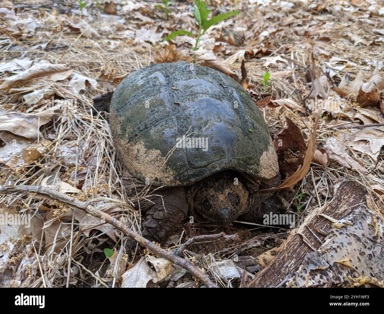 Common Snapping Turtle (Chelydra serpentina Stock Photo - Alamy