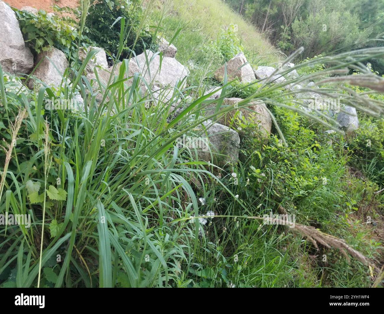 Vasey Grass (Paspalum urvillei Stock Photo - Alamy