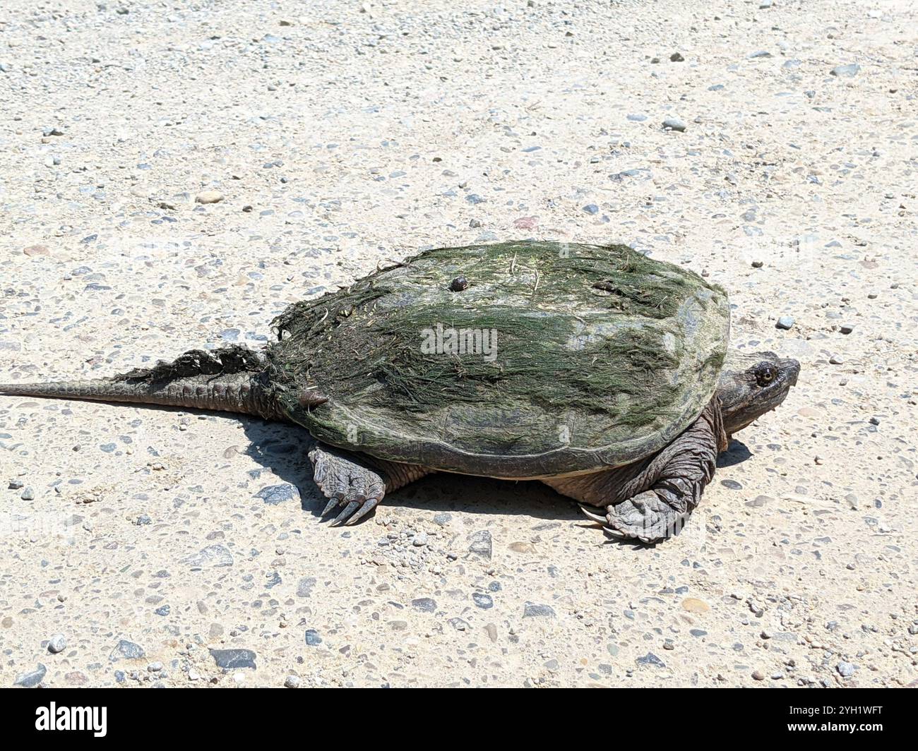 Common Snapping Turtle (Chelydra serpentina Stock Photo - Alamy