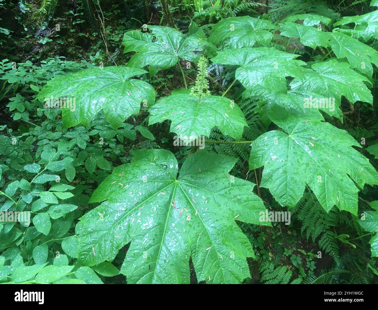 Devil's Club (Oplopanax horridus Stock Photo - Alamy