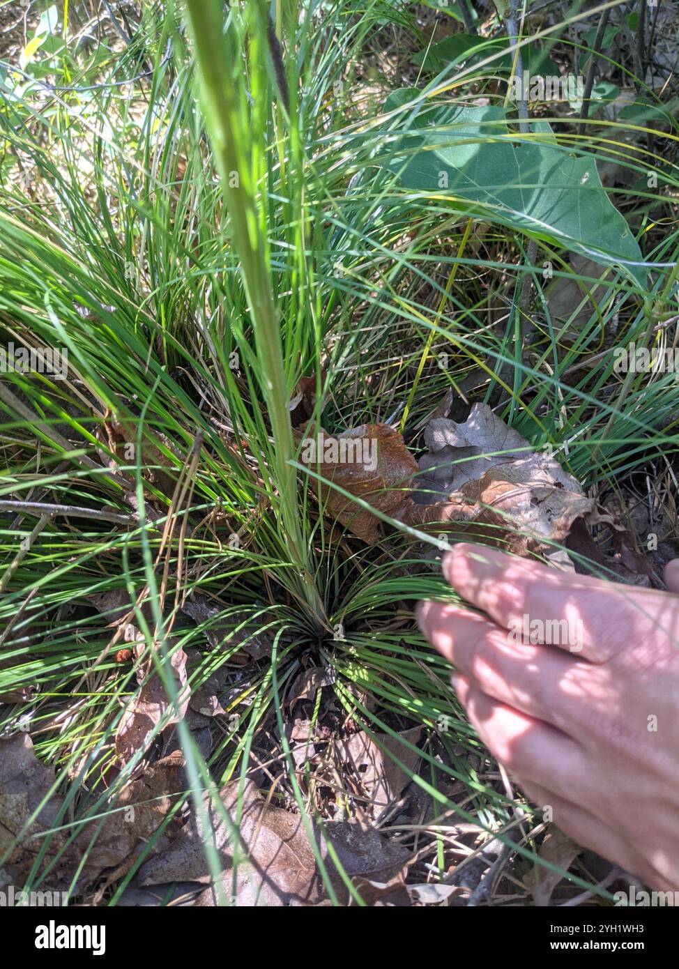 Turkey beard (Xerophyllum asphodeloides Stock Photo - Alamy