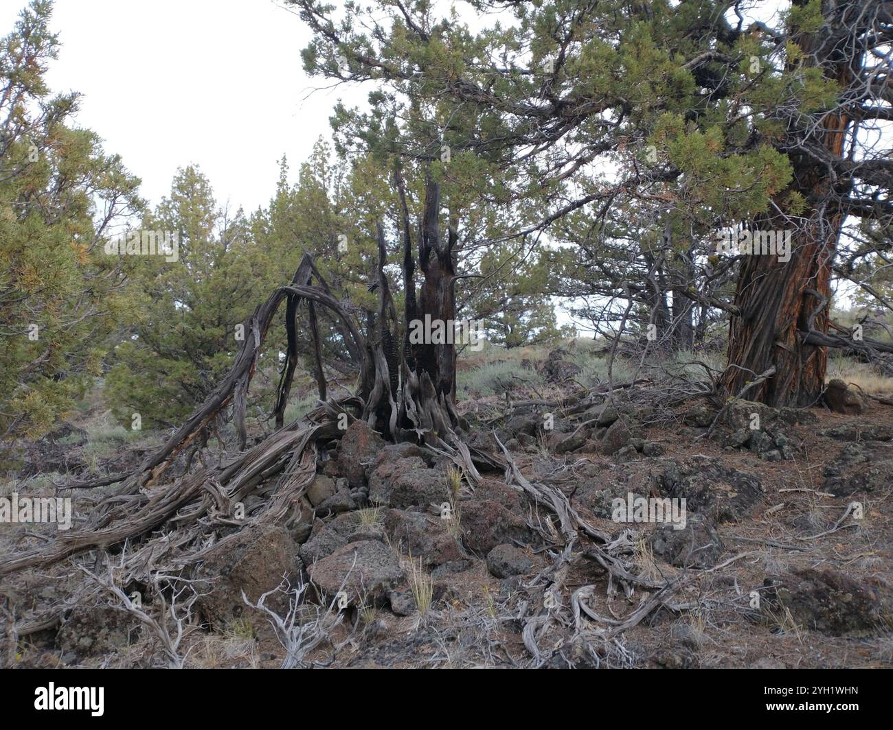 western juniper (Juniperus occidentalis Stock Photo - Alamy
