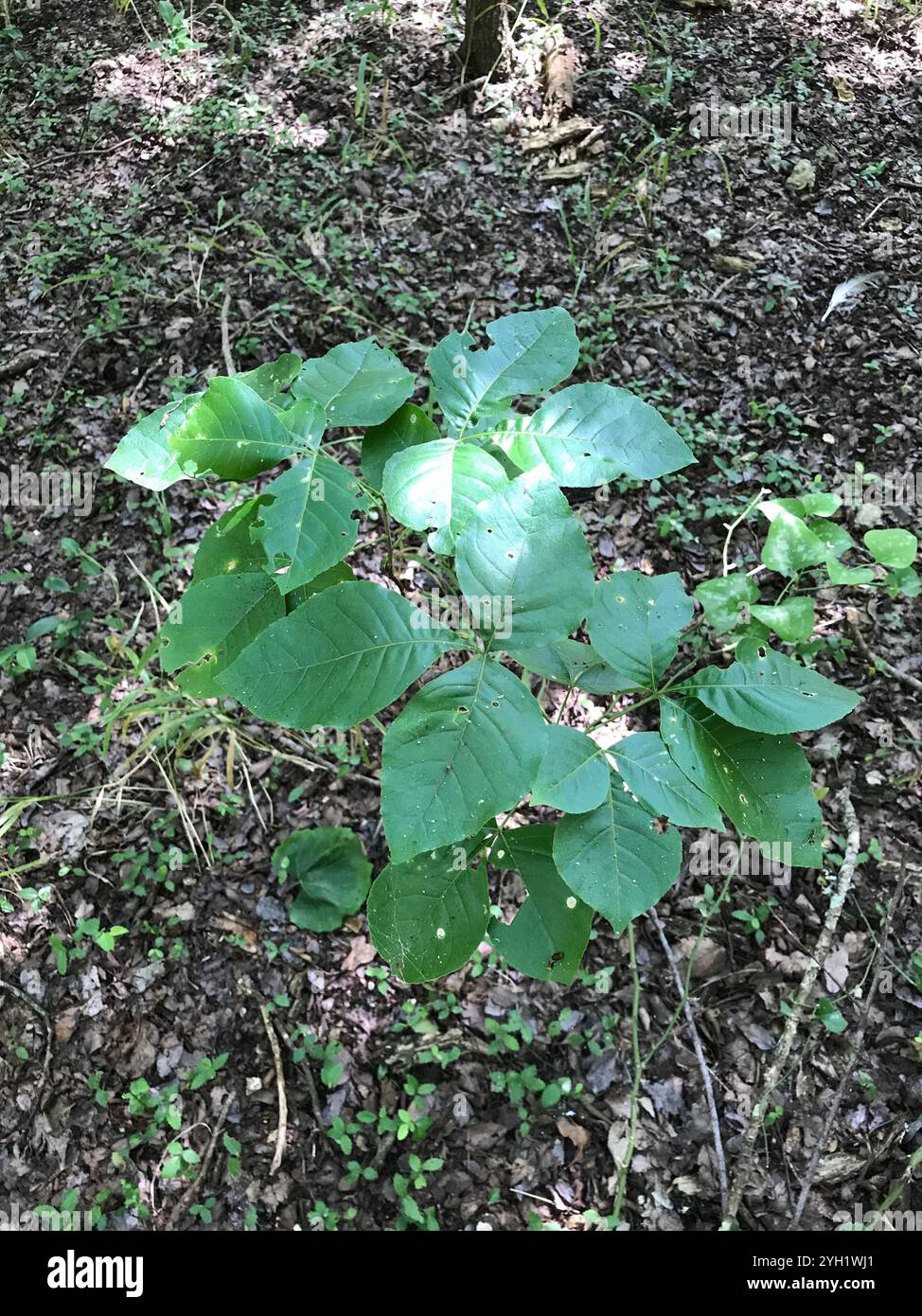 common hoptree (Ptelea trifoliata Stock Photo - Alamy