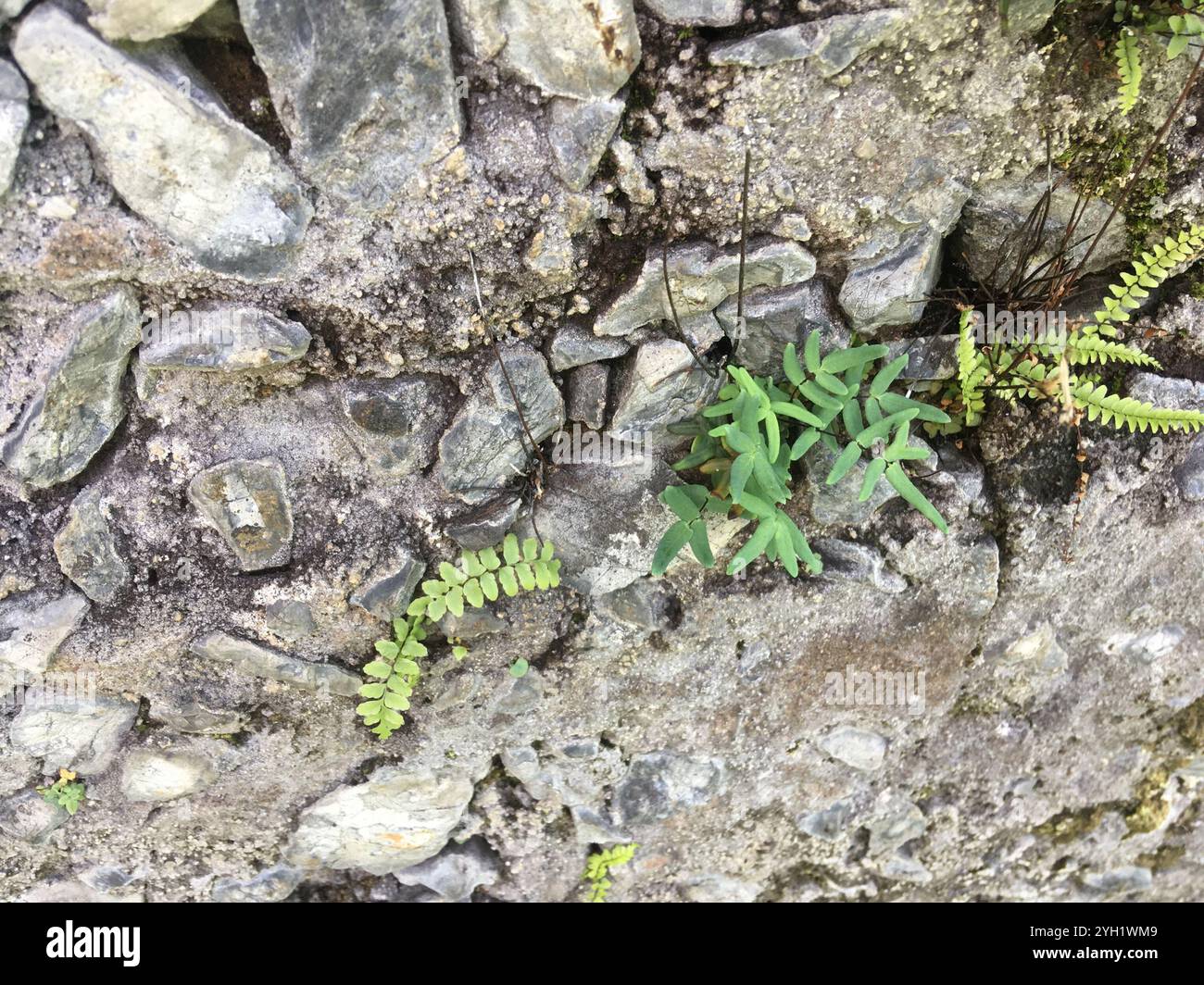 smooth cliffbrake (Pellaea glabella Stock Photo - Alamy