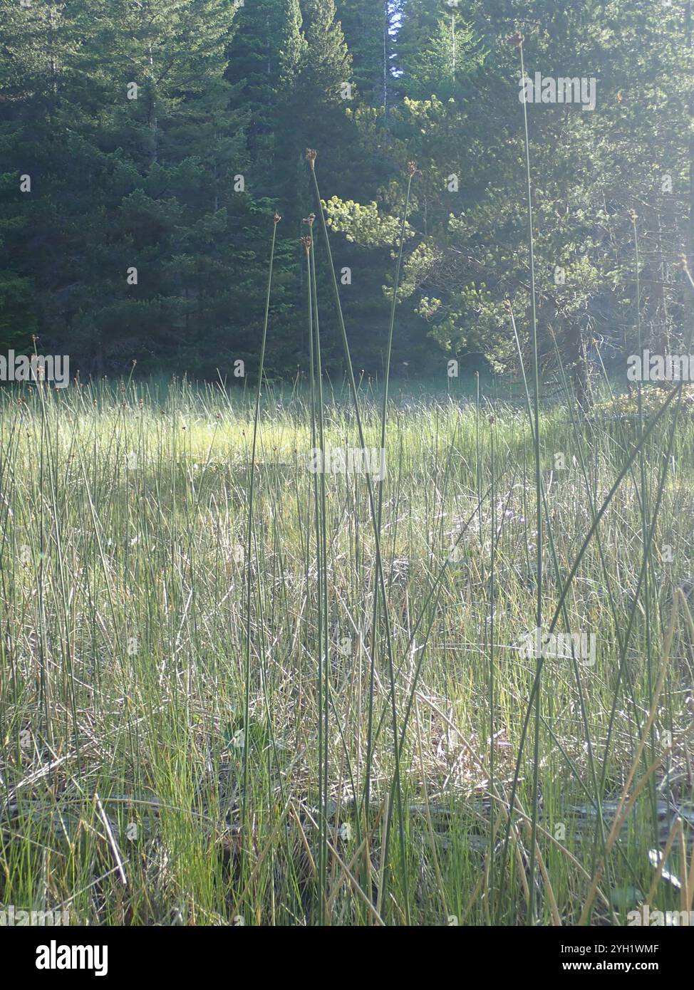 soft-stemmed bulrush (Schoenoplectus tabernaemontani Stock Photo - Alamy