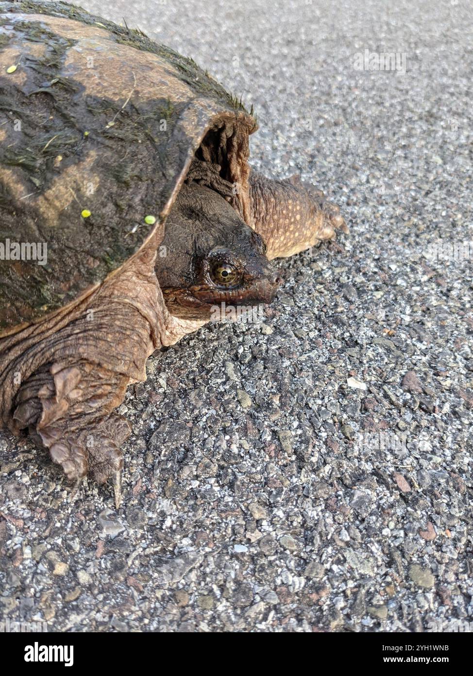 Common Snapping Turtle (Chelydra serpentina Stock Photo - Alamy