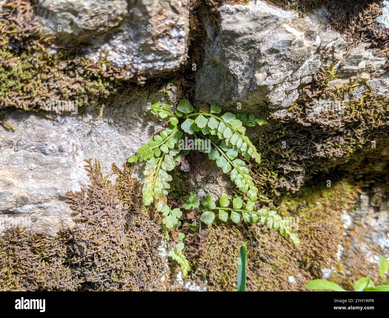 green spleenwort (Asplenium viride Stock Photo - Alamy