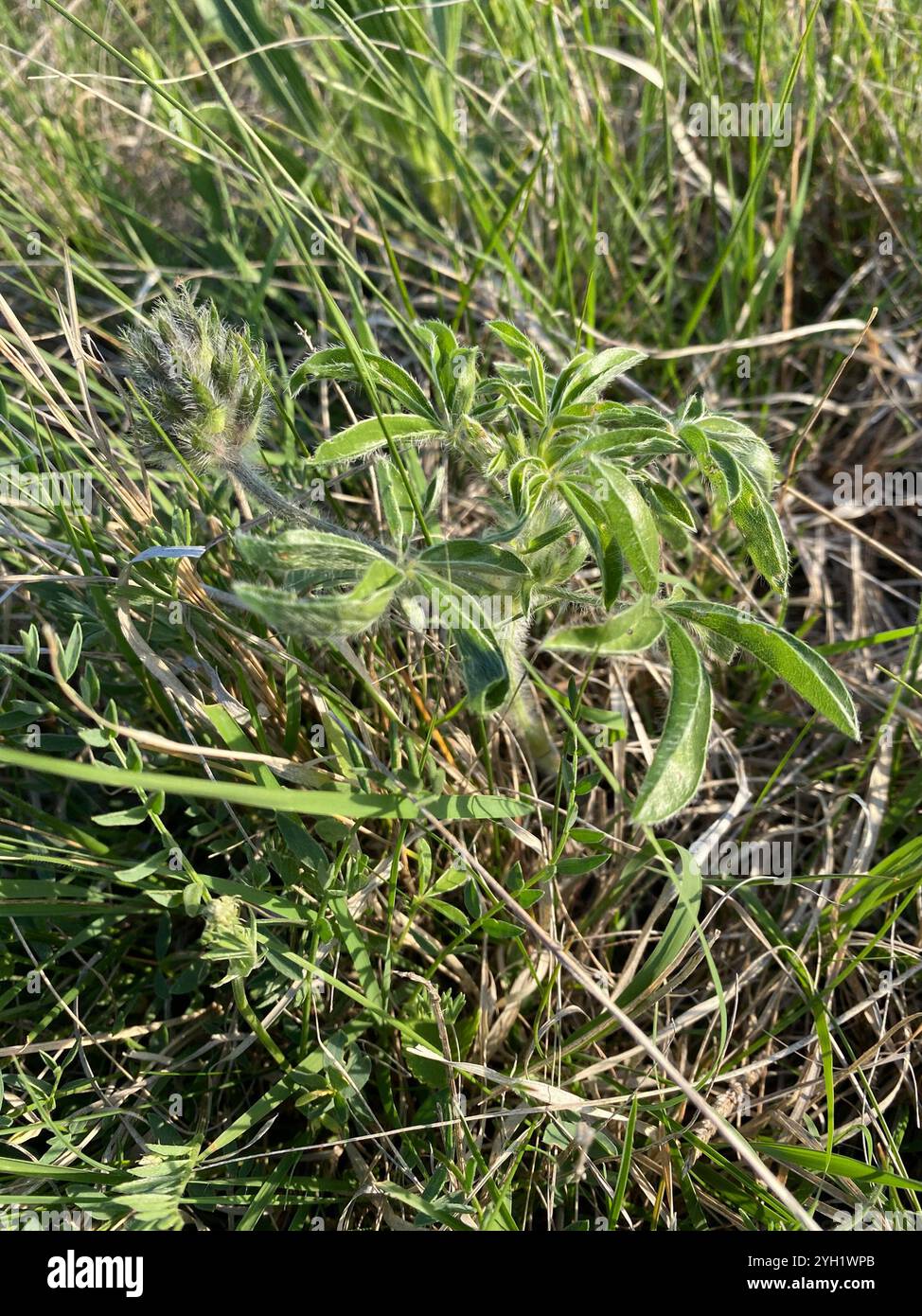 breadroot scurf pea (Pediomelum esculentum Stock Photo - Alamy
