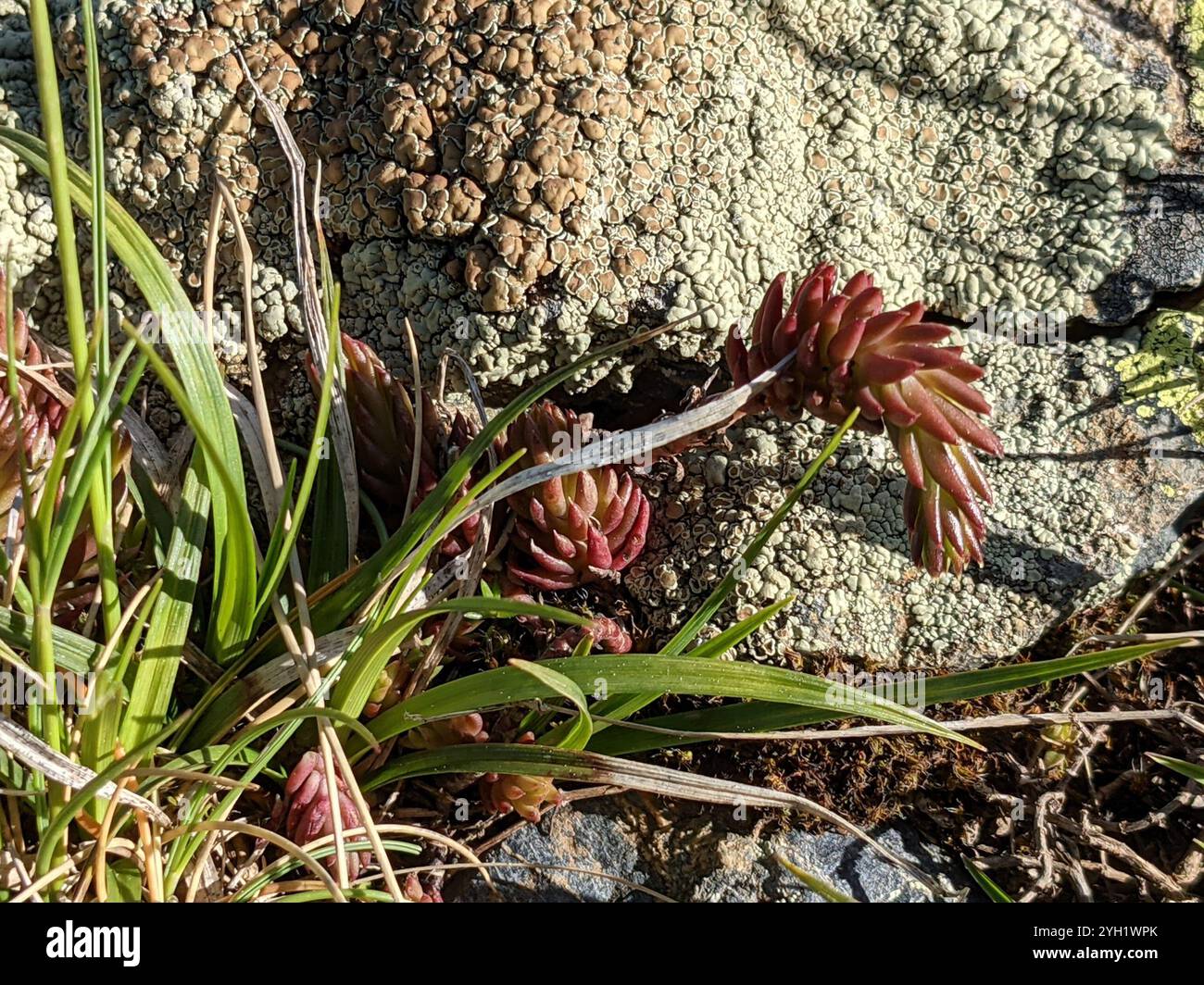 Reflexed Stonecrop (Petrosedum rupestre Stock Photo - Alamy