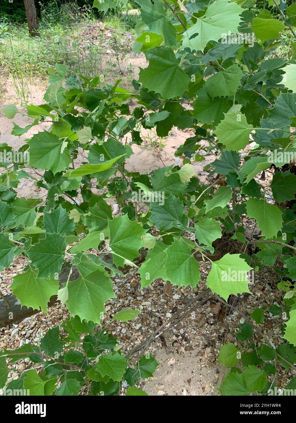 American sycamore (Platanus occidentalis Stock Photo - Alamy