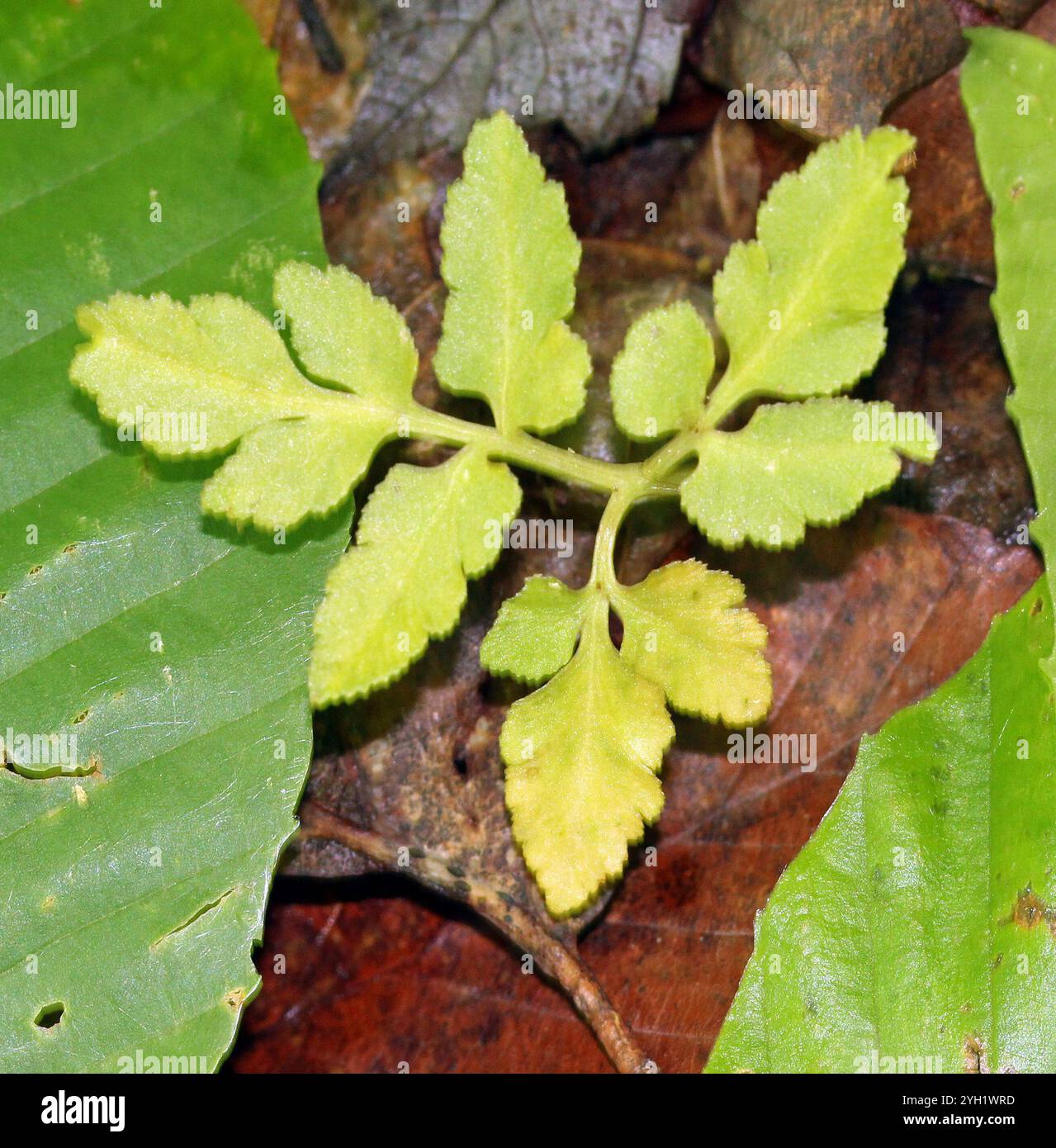 bronze fern (Sceptridium dissectum obliquum Stock Photo - Alamy