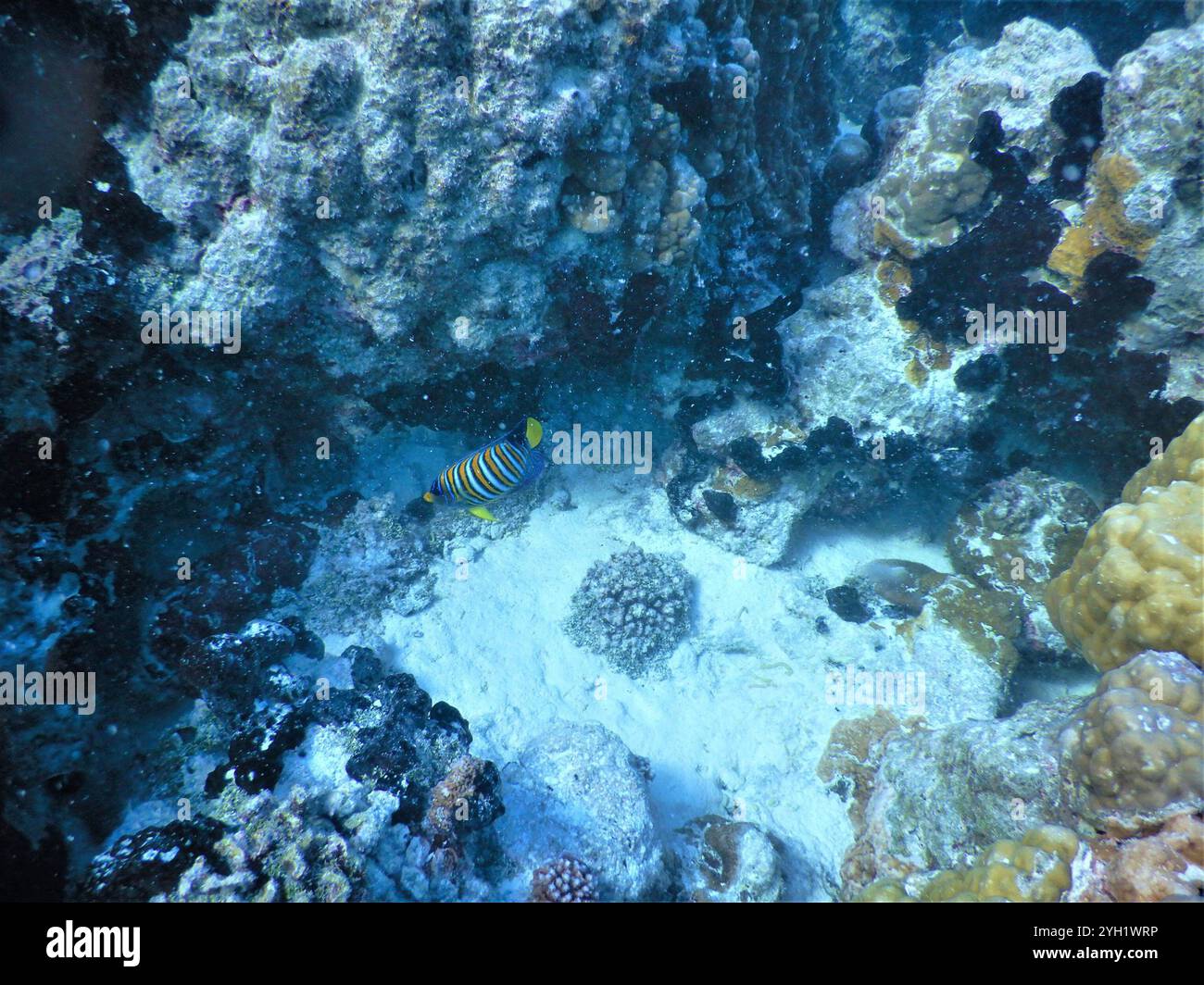 Regal Angelfish (Pygoplites diacanthus Stock Photo - Alamy